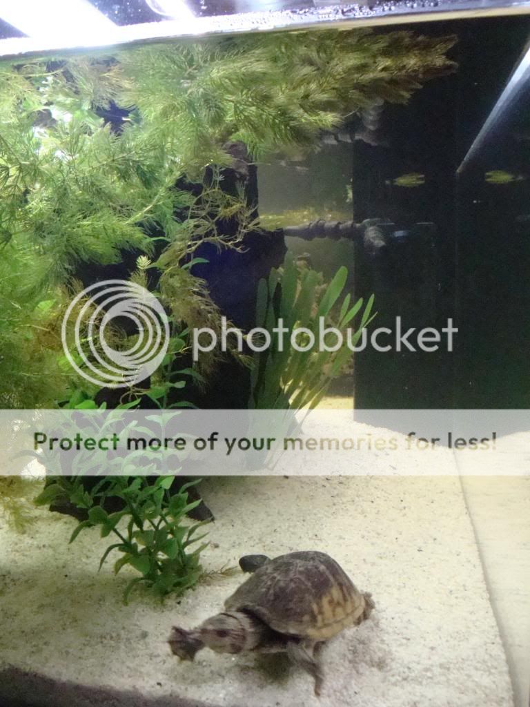 New (Stinkpot Musk) Turtle owner - need tank design/setup ideas ...