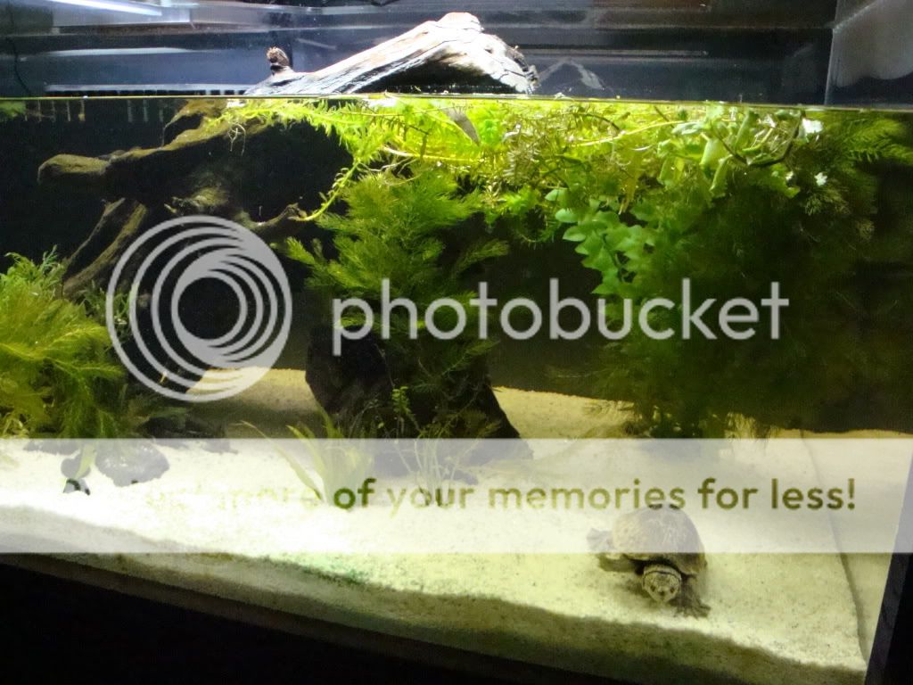 New (Stinkpot Musk) Turtle owner - need tank design/setup ideas ...