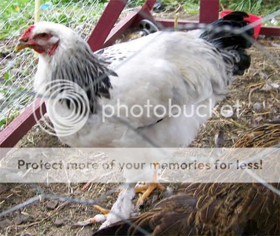 Favorite Light Brahma Hen- A ROO?!?!?! | BackYard Chickens - Learn How ...